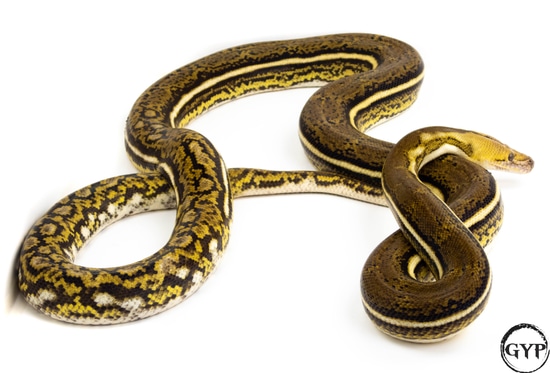 Anthrax Tiger Reticulated Python by Gopher Your Pet
