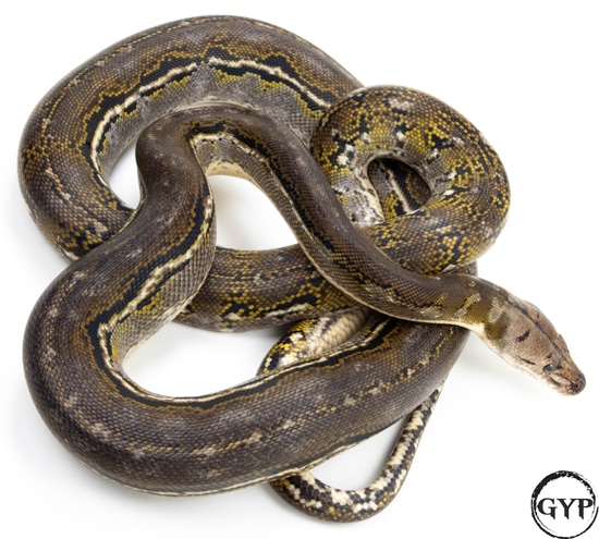 Anthrax Reticulated Python by Gopher Your Pet