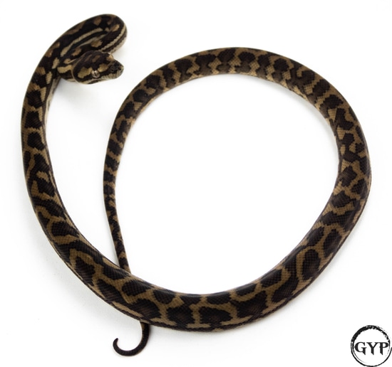Carpet Python Other Carpet Python by Gopher Your Pet