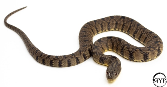 Diamond Back Water Snake by Gopher Your Pet
