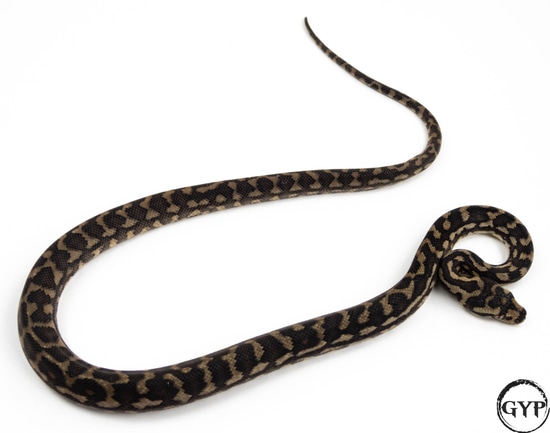 Carpet Python Other Carpet Python by Gopher Your Pet