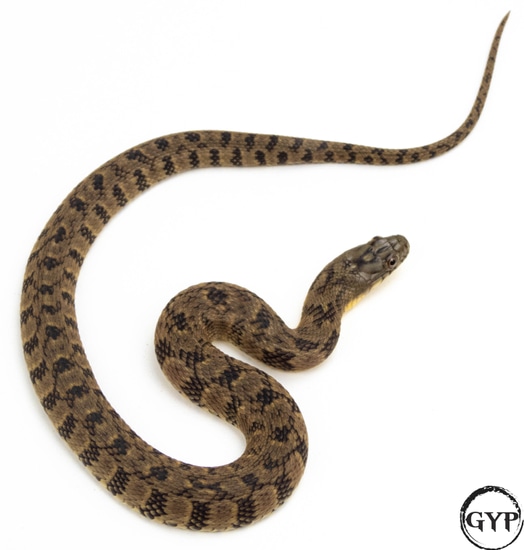 CB Diamond Back Water Snake by Gopher Your Pet