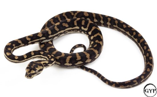 Carpet Python Other Carpet Python by Gopher Your Pet