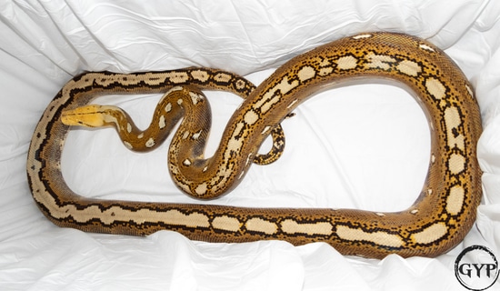 Orange Ghost Stripe Reticulated Python by Gopher Your Pet