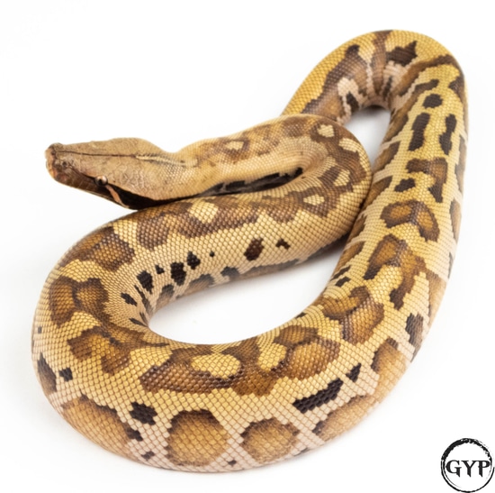 Matrix Blood Python by Gopher Your Pet