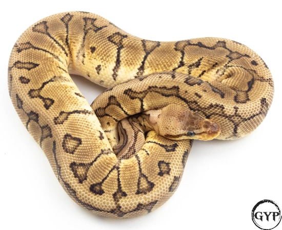 Chocolate Lemon Blast Ball Python by Gopher Your Pet