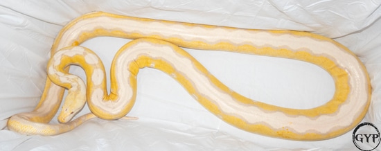 2019 Lavender Platinum Motley Sunfire Reticulated Python by Gopher Your Pet