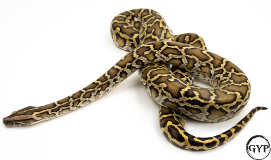 Burmese Python 100% Het Granite by Gopher Your Pet