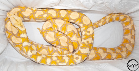 Albino Purple Reticulated Python by Gopher Your Pet