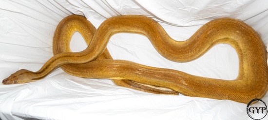 Titanium Sunfire Tiger Reticulated Python by Gopher Your Pet