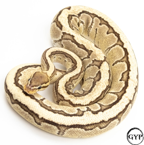 Disco Fire Pinstripe Ball Python by Gopher Your Pet