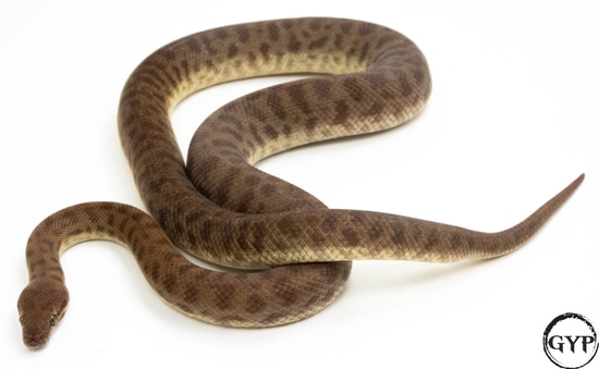 Children's Python by Gopher Your Pet