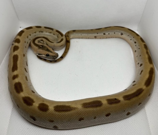 Green Burmese Python by Gopher Your Pet