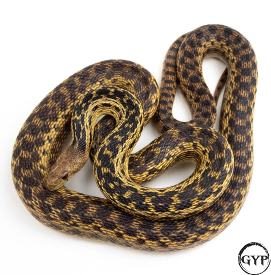 San Diego Gopher Snake by Gopher Your Pet