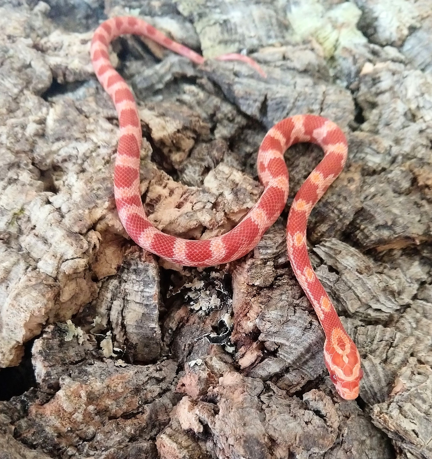 Sunglow Amel 66% Het Stripe Corn Snake by OMG Snakes! - MorphMarket