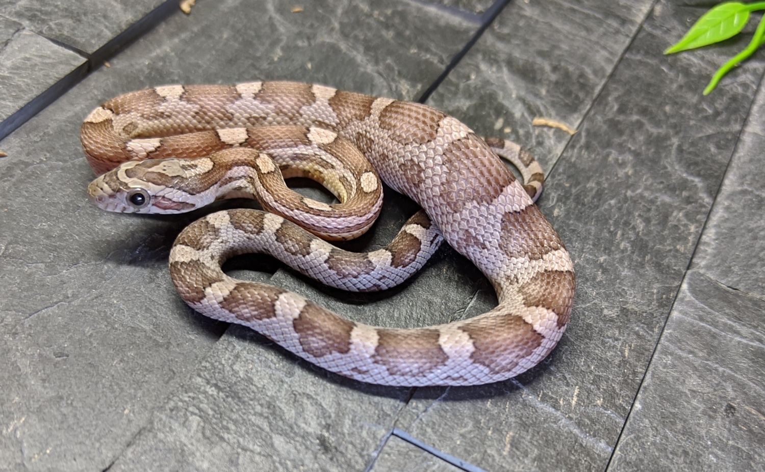 Anery Motley Het Strawberry OR Hypo 50% Het Amel Corn Snake by OMG ...