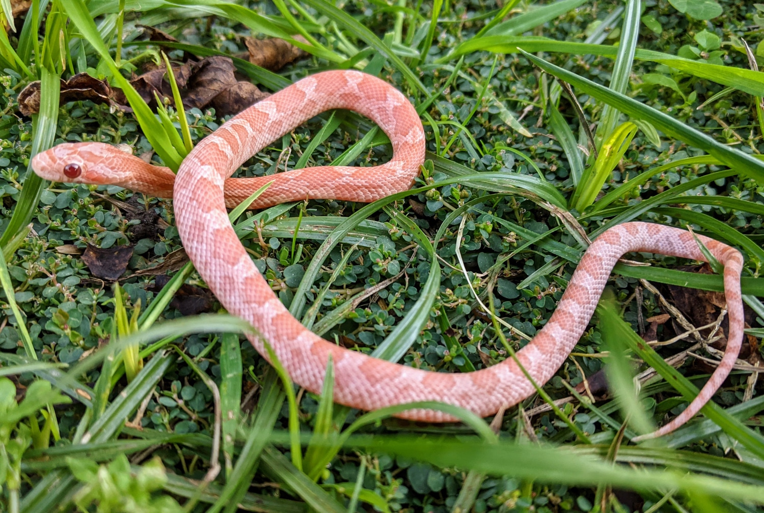 VH Peach Hypo Lavender Masque, 100% Het Diffused, 33% Het Amel Corn ...