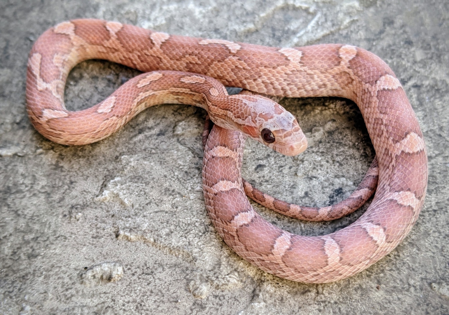 VH Peach Lavender Masque, 100% Het Hypo, Diffused, Motley, 50% Het ...