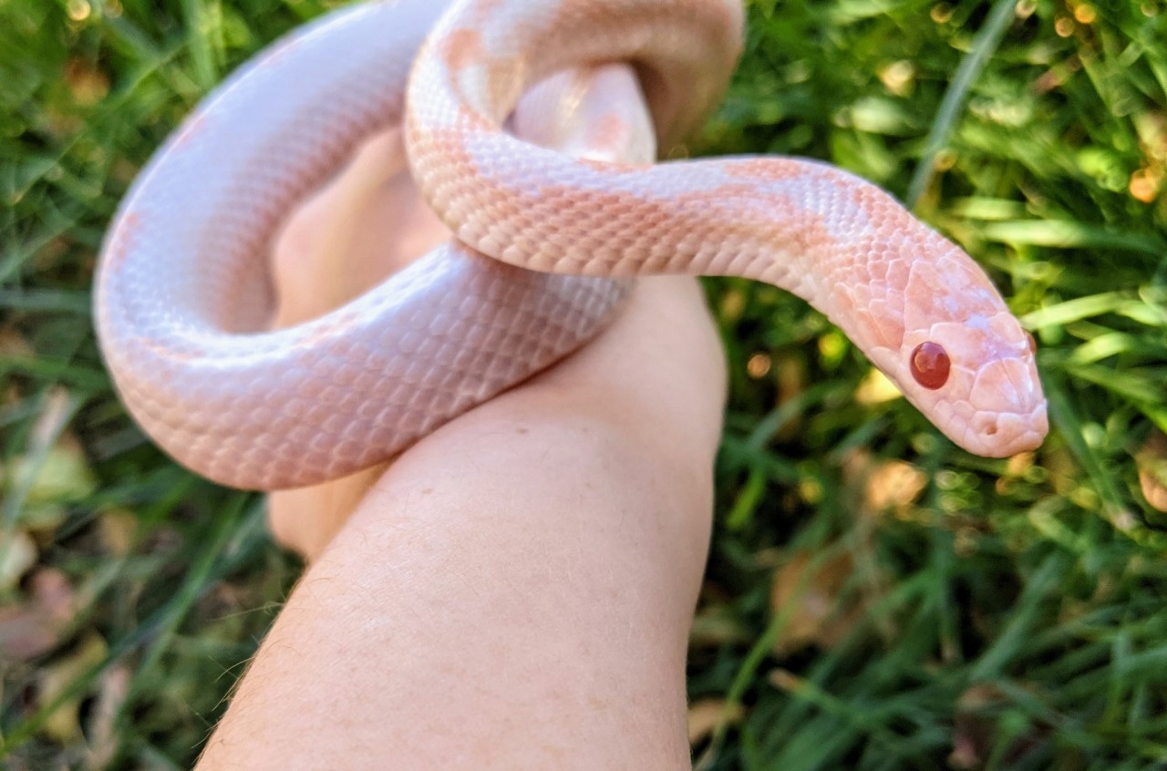 Rosepink, Visual Het Peach Amel Lavender Corn Snake by OMG Snakes ...