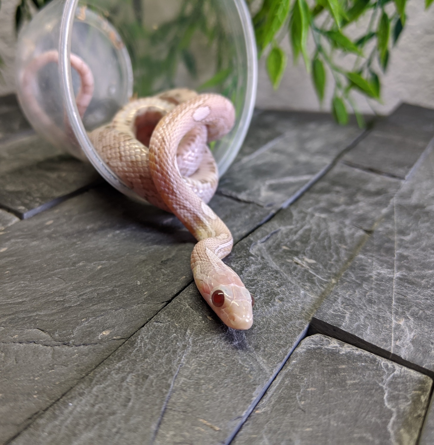 Apollo II, Hypo Ice Corn Snake by OMG Snakes! - MorphMarket