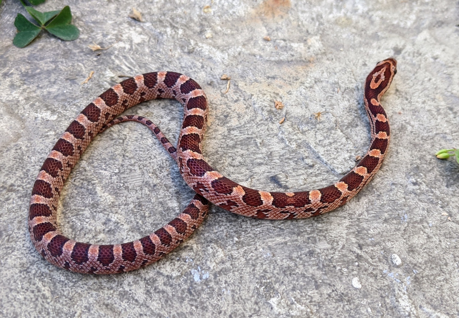 Red Factor 100% Het Amel, Anery, Strawberry, 50% Het Motley Corn Snake ...
