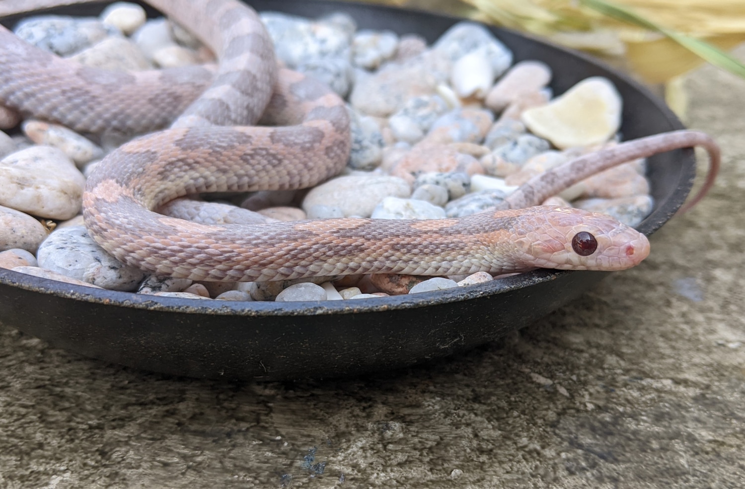 Visual Het Peach Lavender Masque 100% Het Diffused, Hypo 50% Het Amel ...