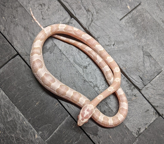 Red Factor Snow PET ONLY - Price Includes Shipping Corn Snake by OMG ...