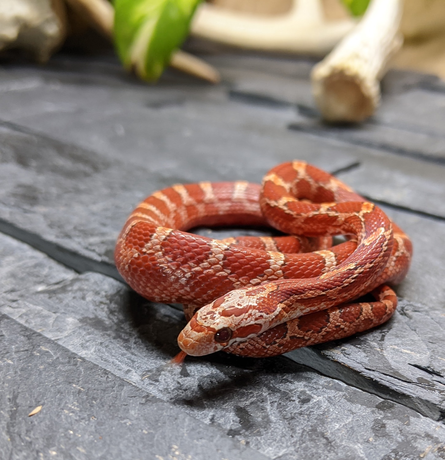 Hypo Diffused (Pos Visual Het Peach) 100% Het Lavender, 50% Het Anery ...