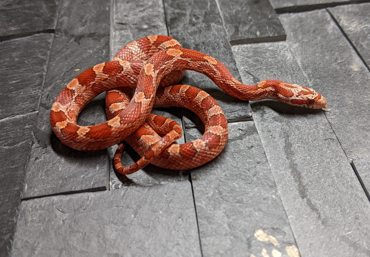 Hypo Diffused (Pos Visual Het Peach) 100% Het Lavender, 50% Het Anery ...