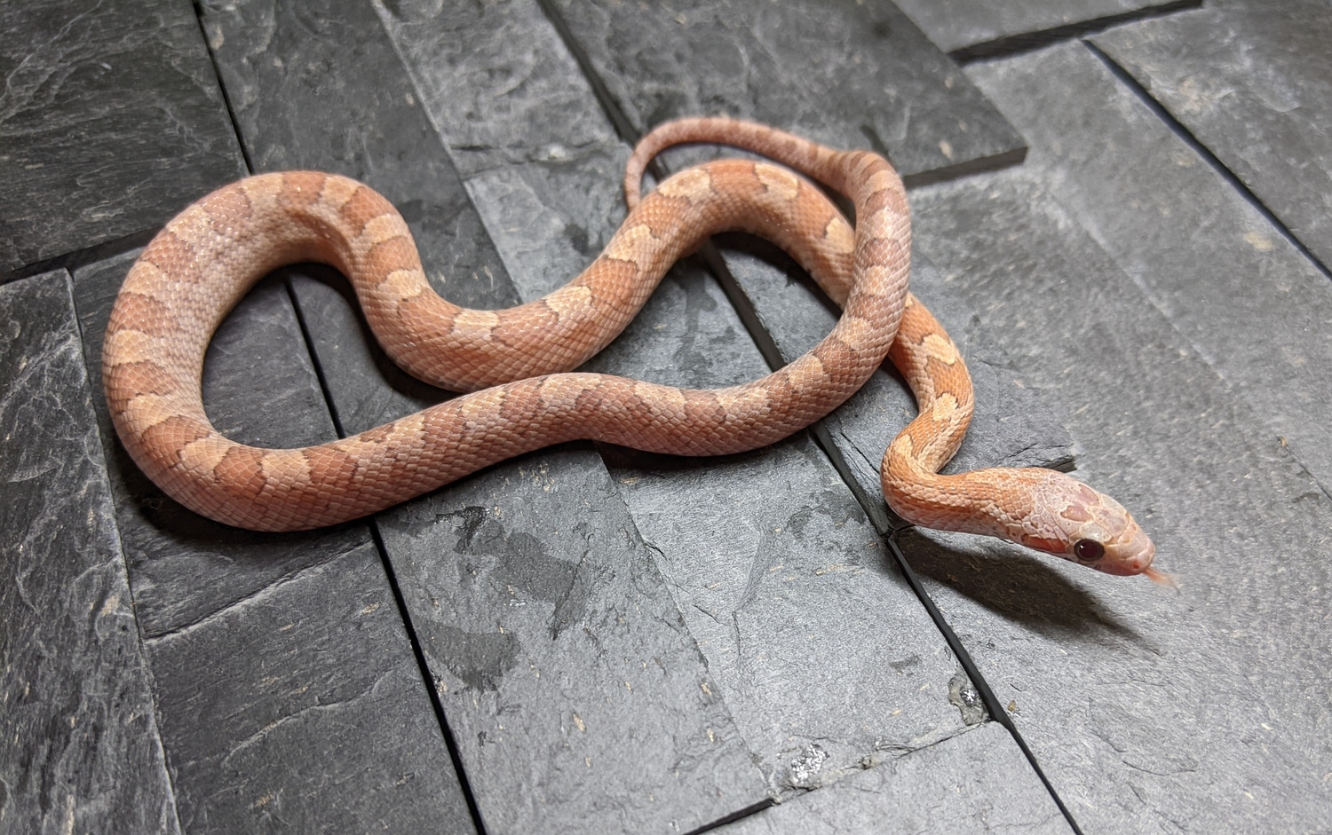 Plasma Visual Het Peach 100% Het Amel Corn Snake by OMG Snakes ...