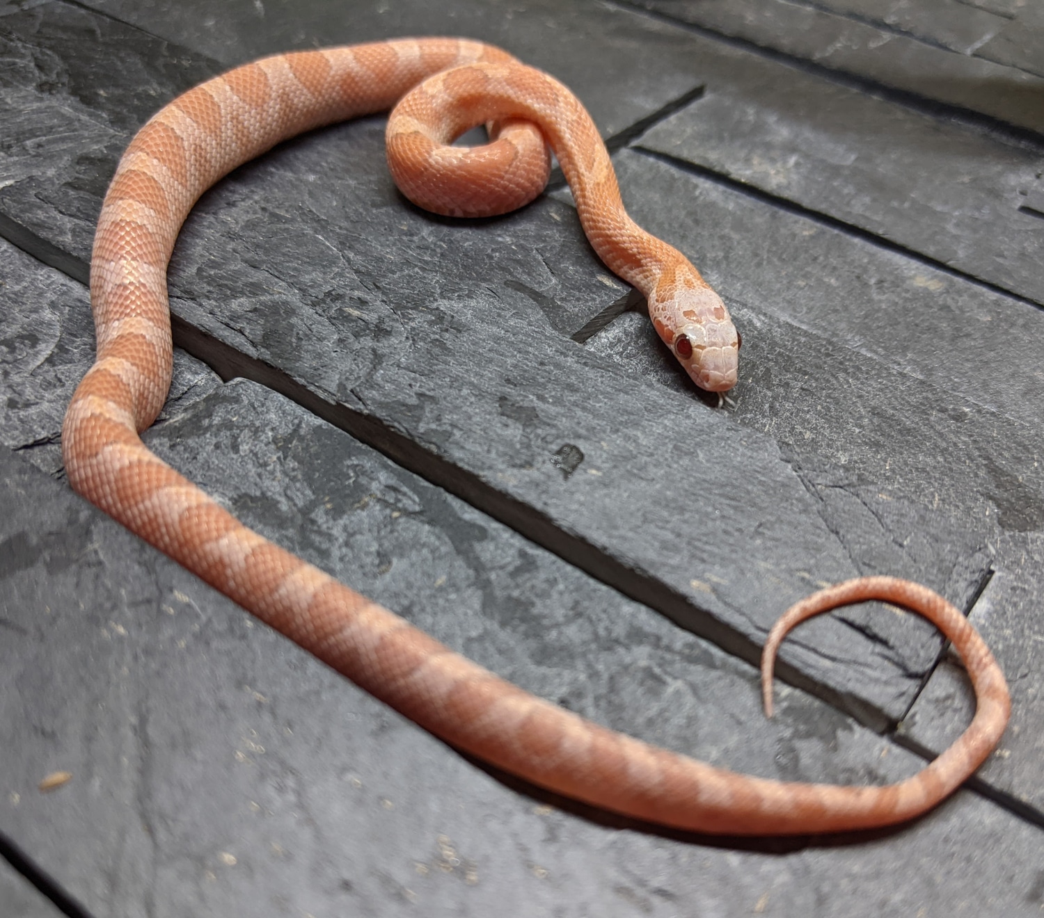 Hypo Plasma Peach PET ONLY - Price Includes Shipping Corn Snake by OMG ...