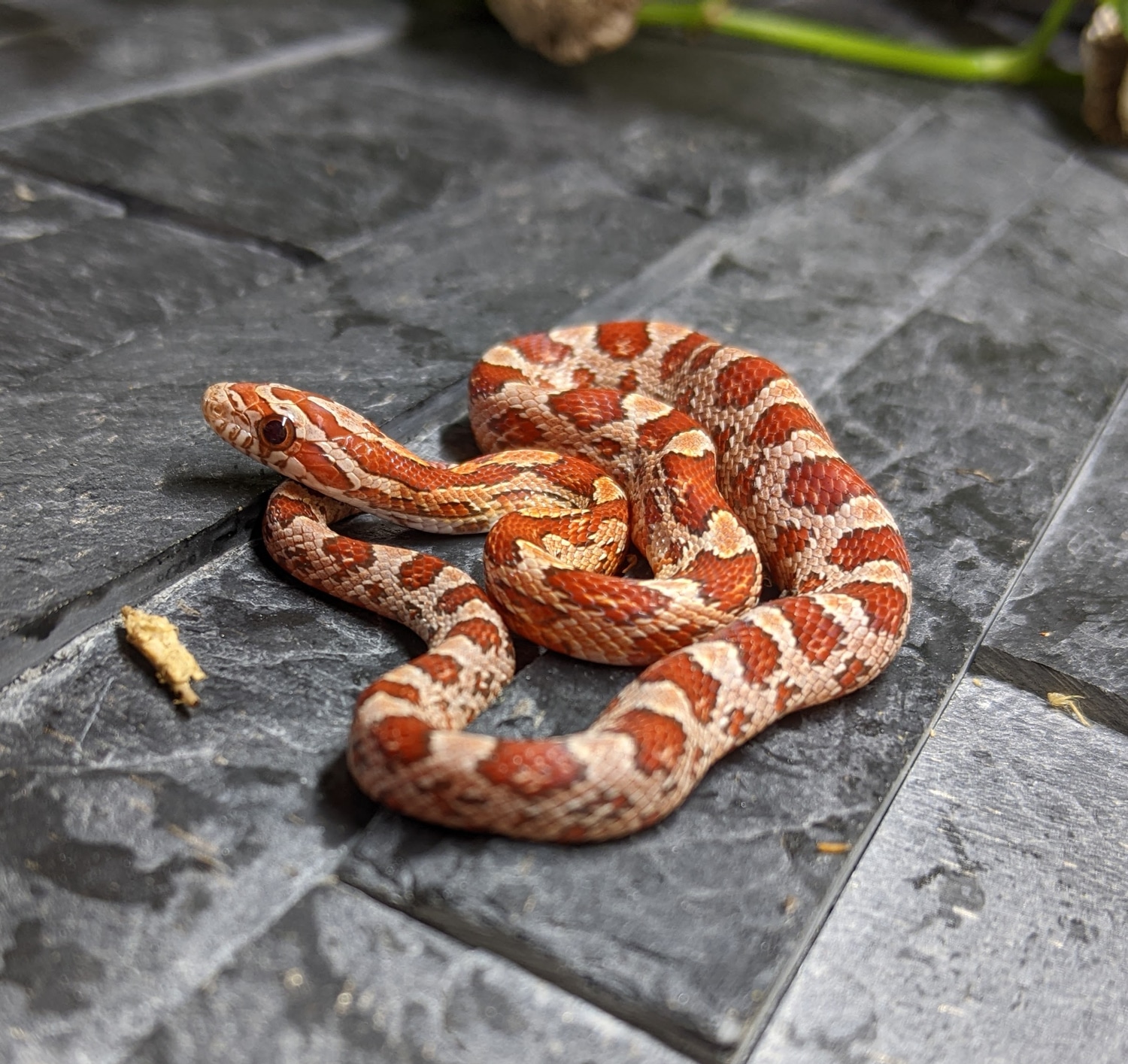 Hypo 100% Het Amel, Anery 50% Lavender Corn Snake by OMG Snakes ...