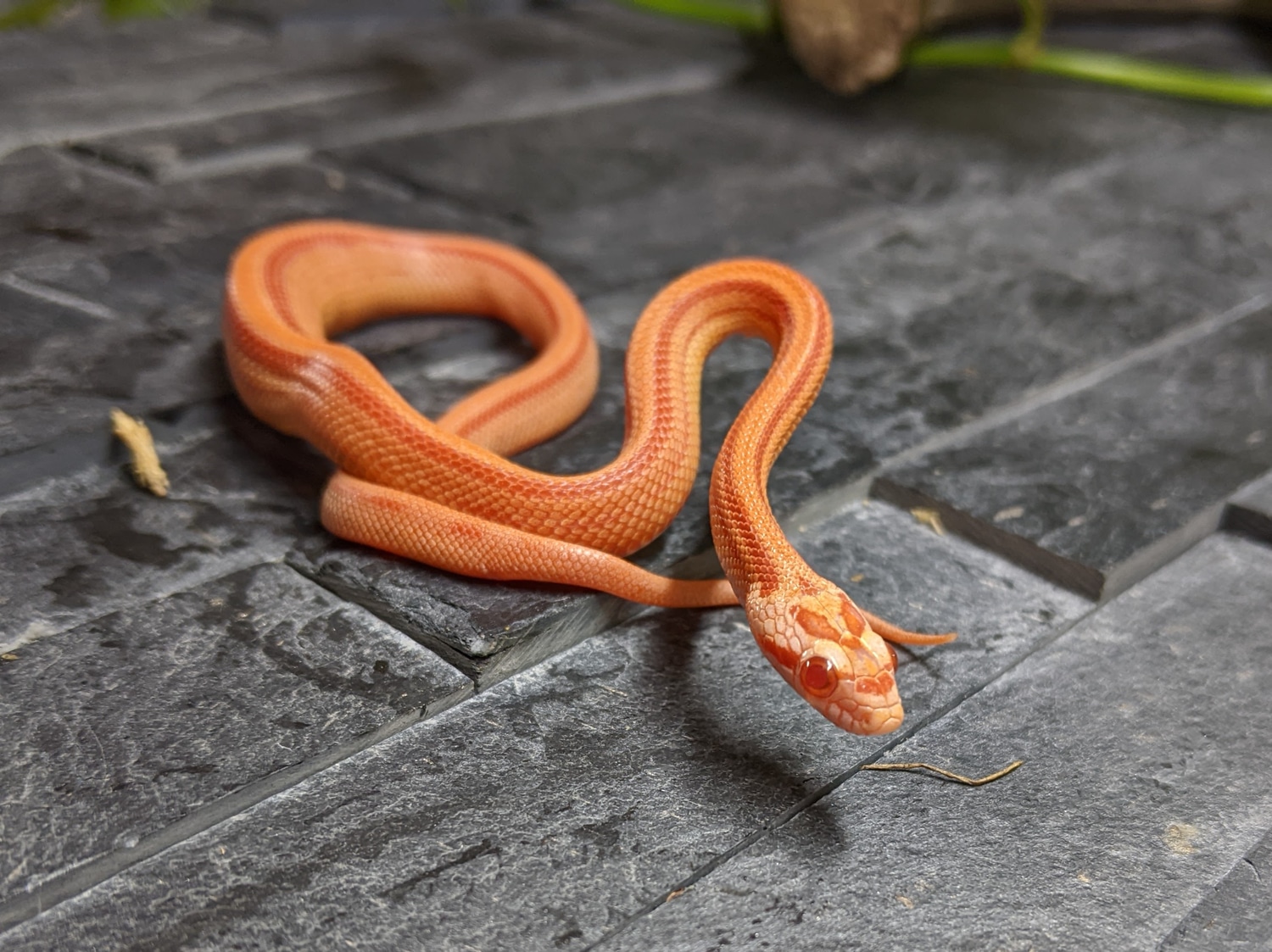 Amel Stripe 50% Het Anery Corn Snake by OMG Snakes! - MorphMarket