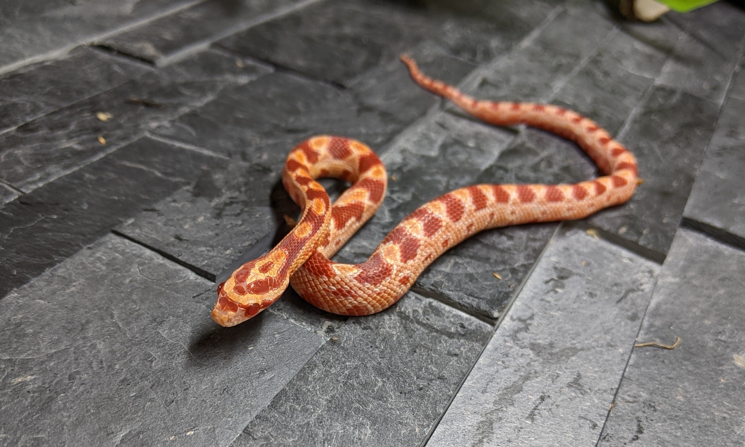 Amel 100% Het Stripe, 50% Het Anery Corn Snake by OMG Snakes! - MorphMarket