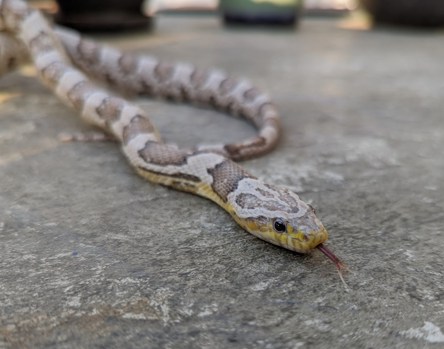 Strawberry Anery 100% Het Amel - Price Includes Shipping Corn Snake by ...