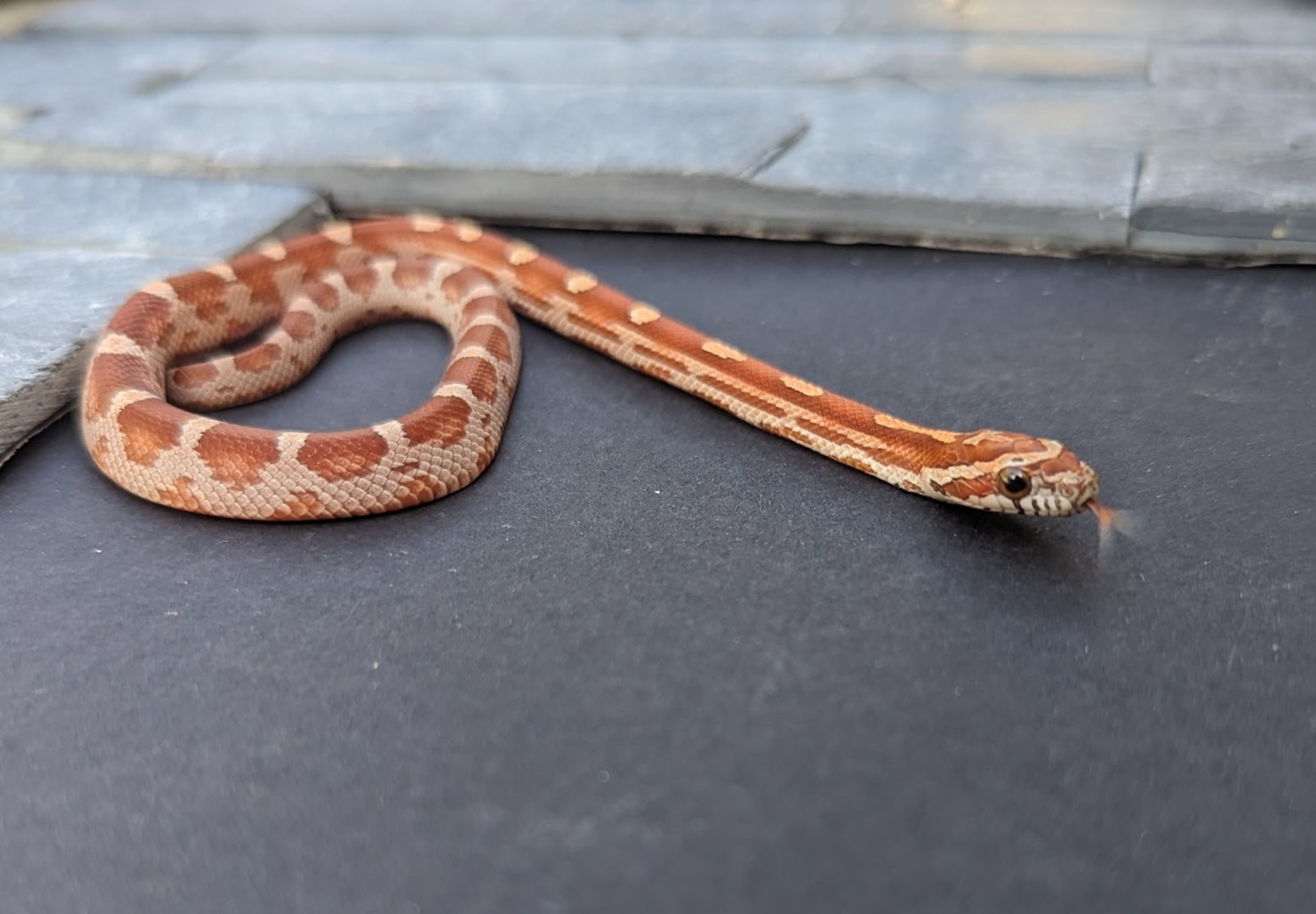 Motley Het Palmetto 100% Het Anery, Amel 66% Het Charcoal 50% Het ...