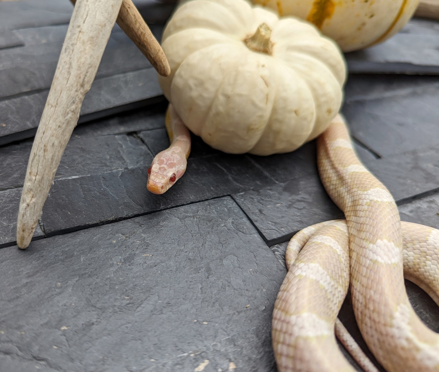 Snow 50% Het Scaleless Corn Snake by OMG Snakes! - MorphMarket