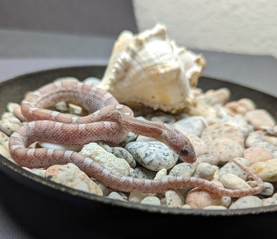 Ice Ghost PET ONLY Corn Snake by OMG Snakes!