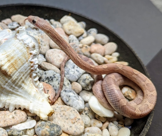 Lavender Masque Visual Het Peach 50% Het Hypo, Charcoal, Diffused ...