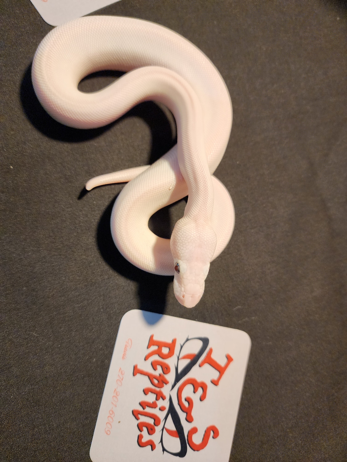 Blue Eyes Lucistic Ball Python by T&S Reptiles - MorphMarket