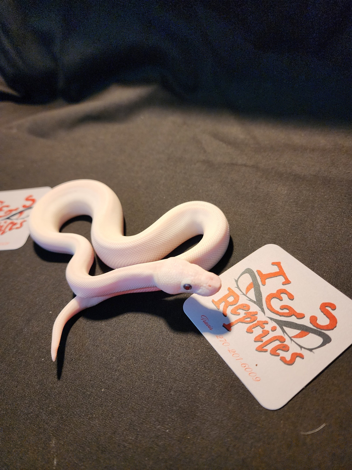 Blue Eyes Lucistic Ball Python by T&S Reptiles - MorphMarket