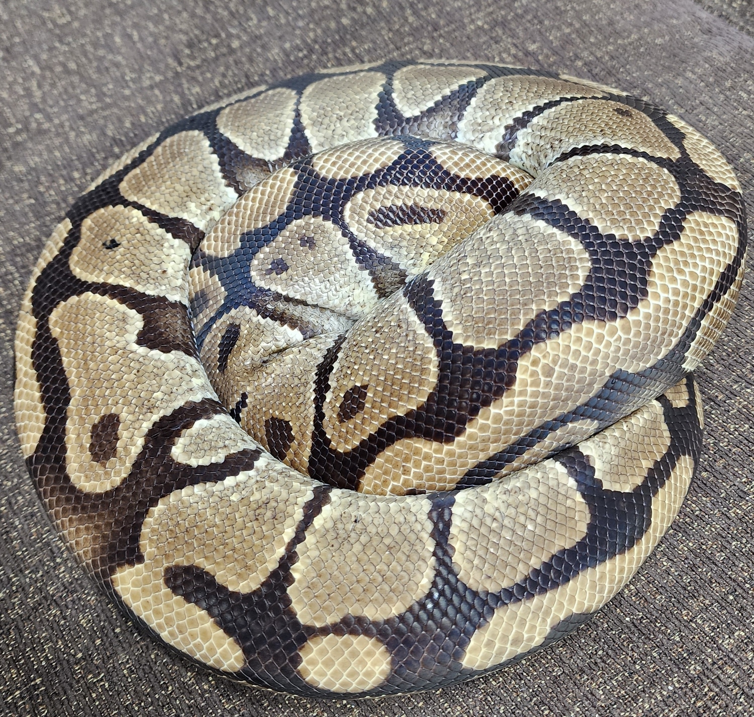 Het Lavender Ball Python by T&S Reptiles - MorphMarket