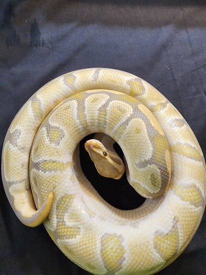 Caramel Glow Ball Python by T&S Reptiles