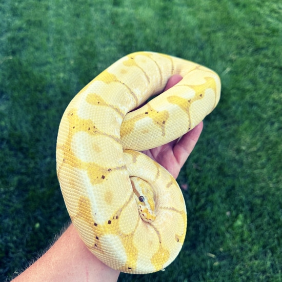 OD Banana Pastel Woma Ball Python by T&S Reptiles