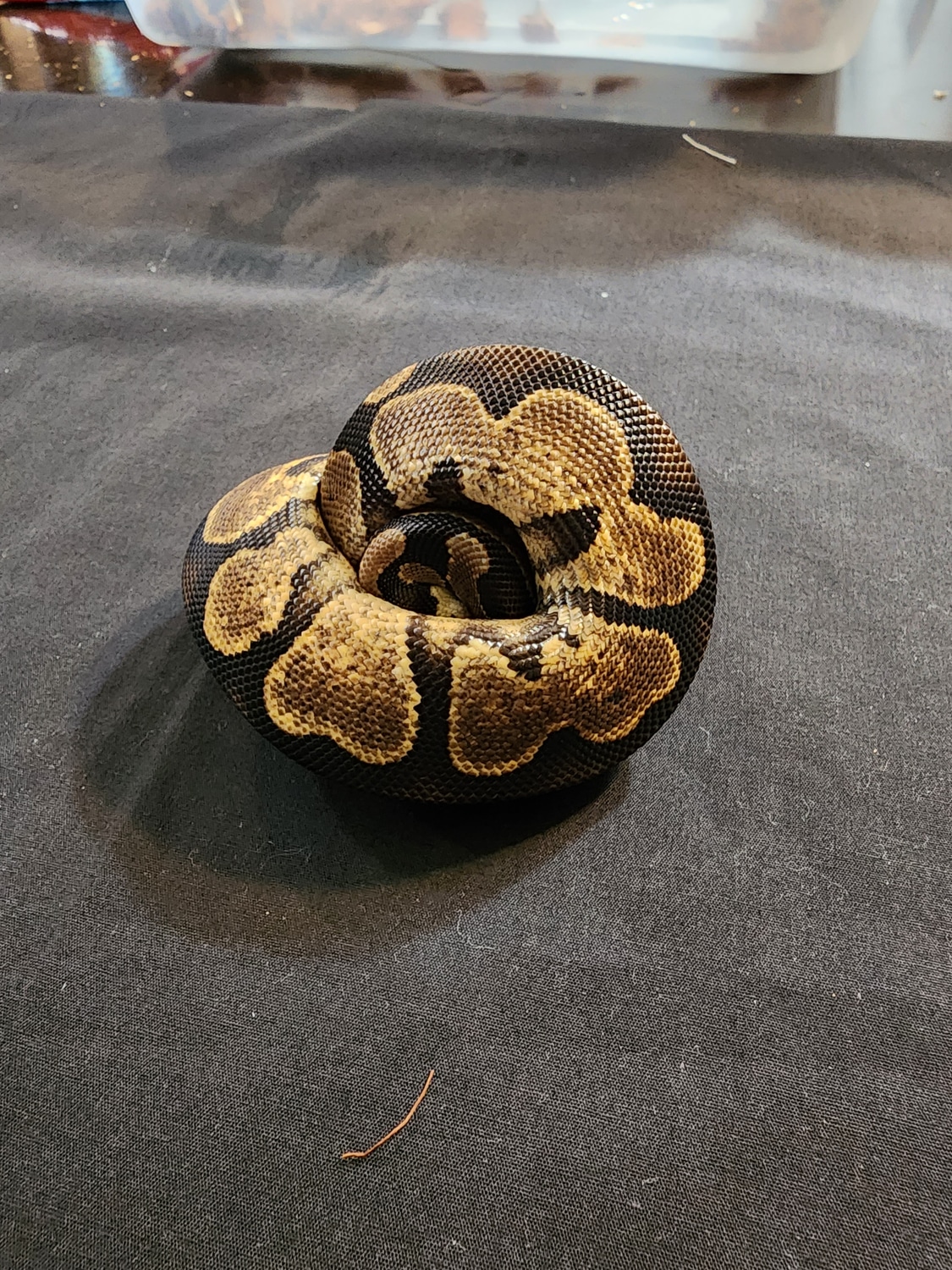 FREE SHIPPING Calico Fire Ball Python by T&S Reptiles - MorphMarket