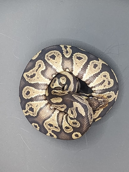 Blackhead Hypo Ball Python by T&S Reptiles