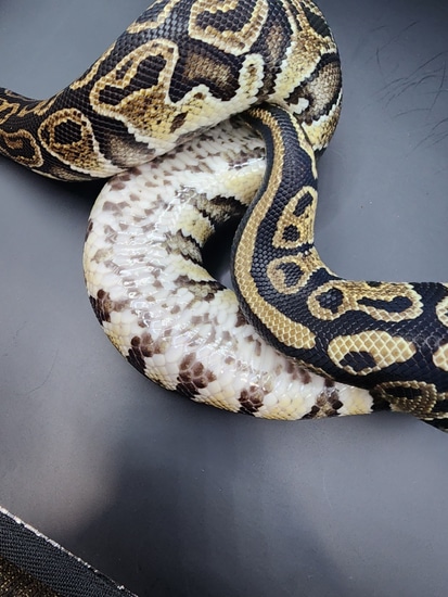 Hurricane Ball Python by T&S Reptiles