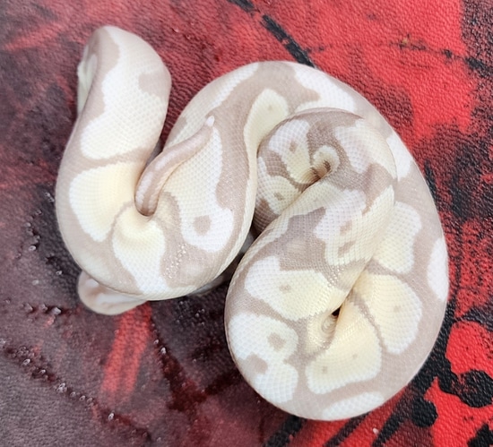 Pastel Banana Vpi Axanthic Ball Python by T&S Reptiles