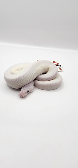 2025 Male BEL Ball Python by T&S Reptiles
