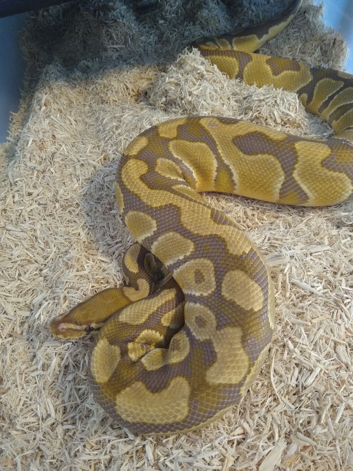 Caramel Albino Het Clown Ball Python by Gonzales Reptiles - MorphMarket